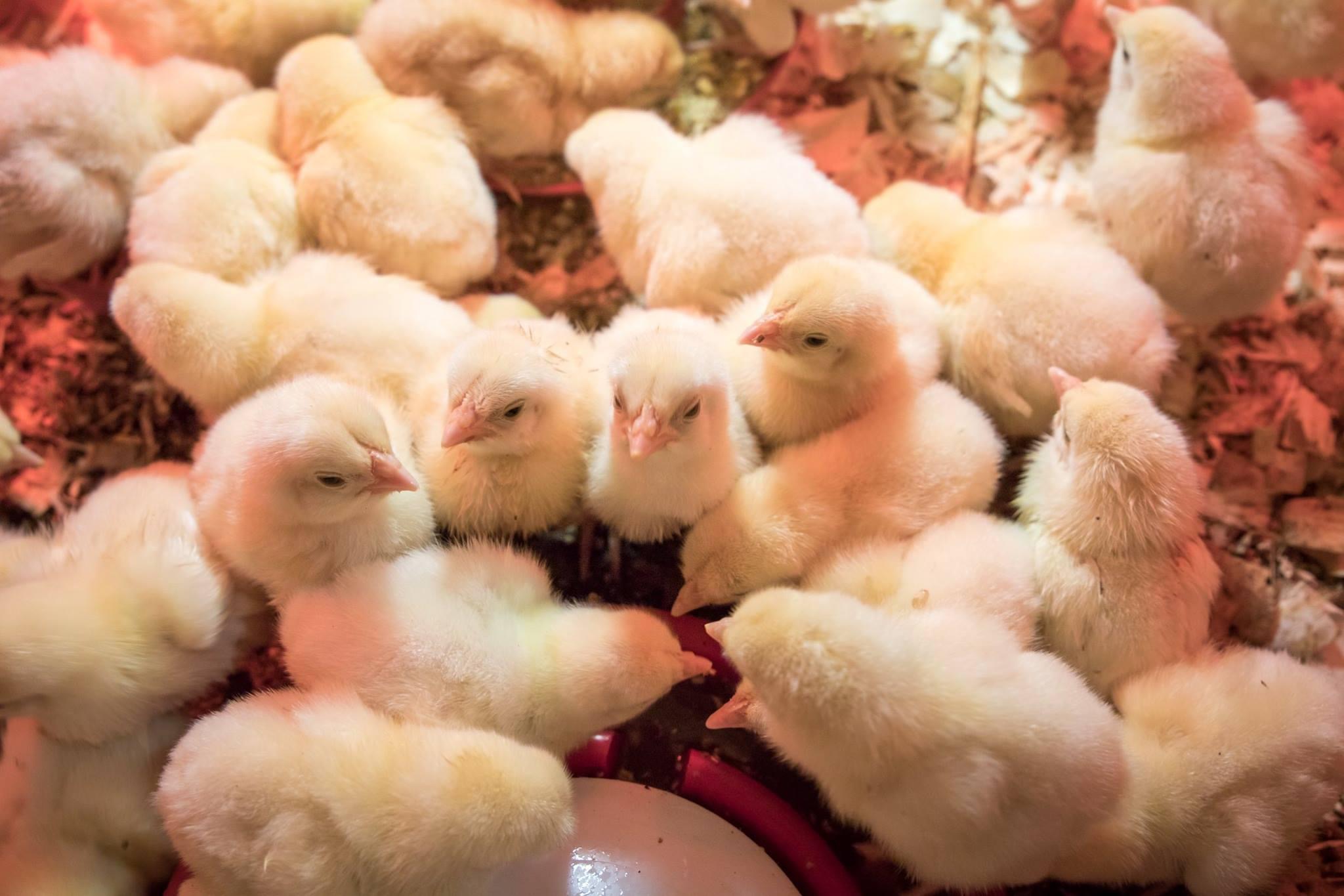 Our Chickens